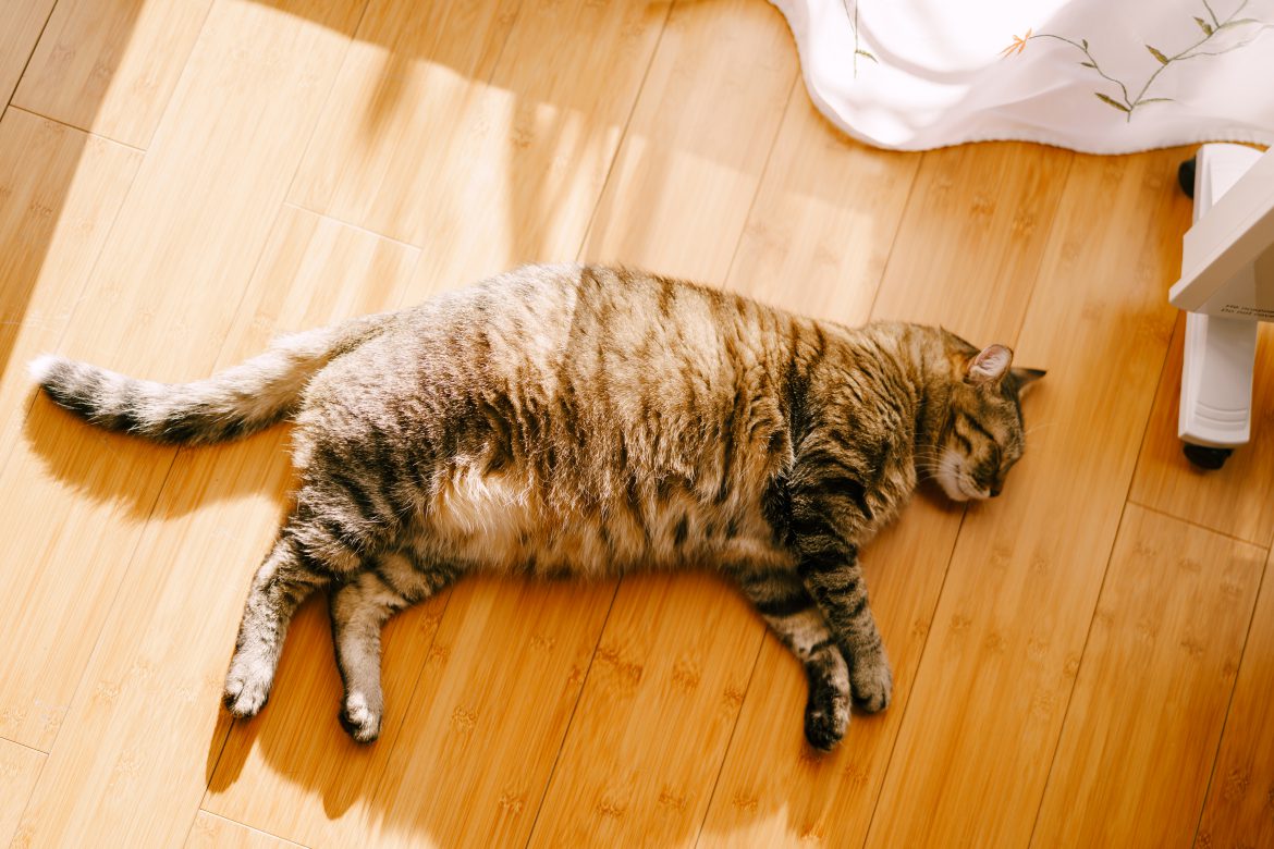 Cara Mencegah Obesitas Pada Kucing - Blog KlikIndomaret