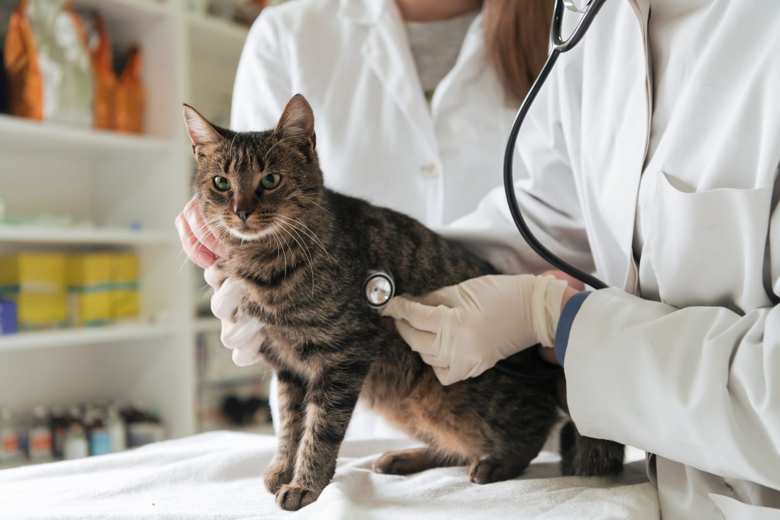 5 Ciri-ciri Kucing Sakit Yang Perlu Kamu Tahu - Blog KlikIndomaret